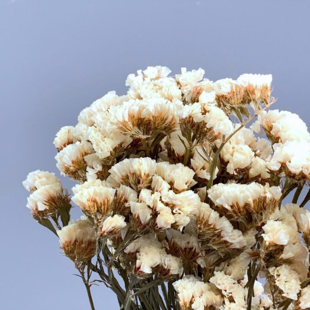Natural Dried Statice Flower Bunch – Muun Home