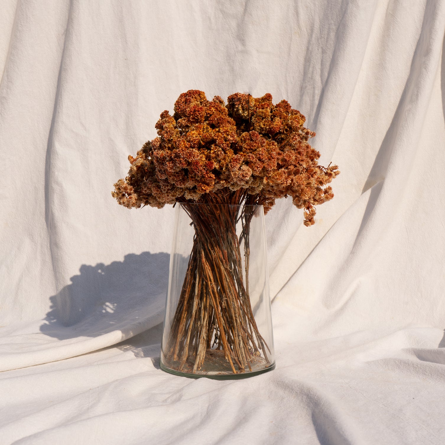 Natural Dried Daisy Flower Bunch – Muun Home