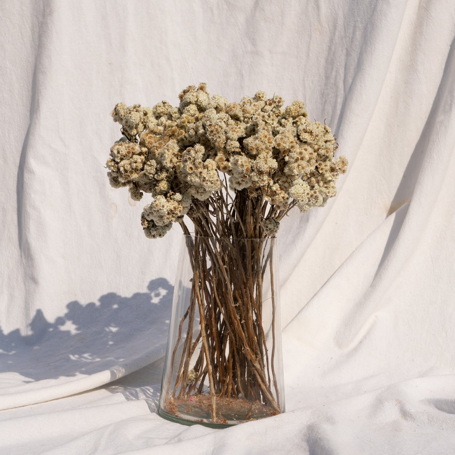 Natural Dried Daisy Flower Bunch – Muun Home