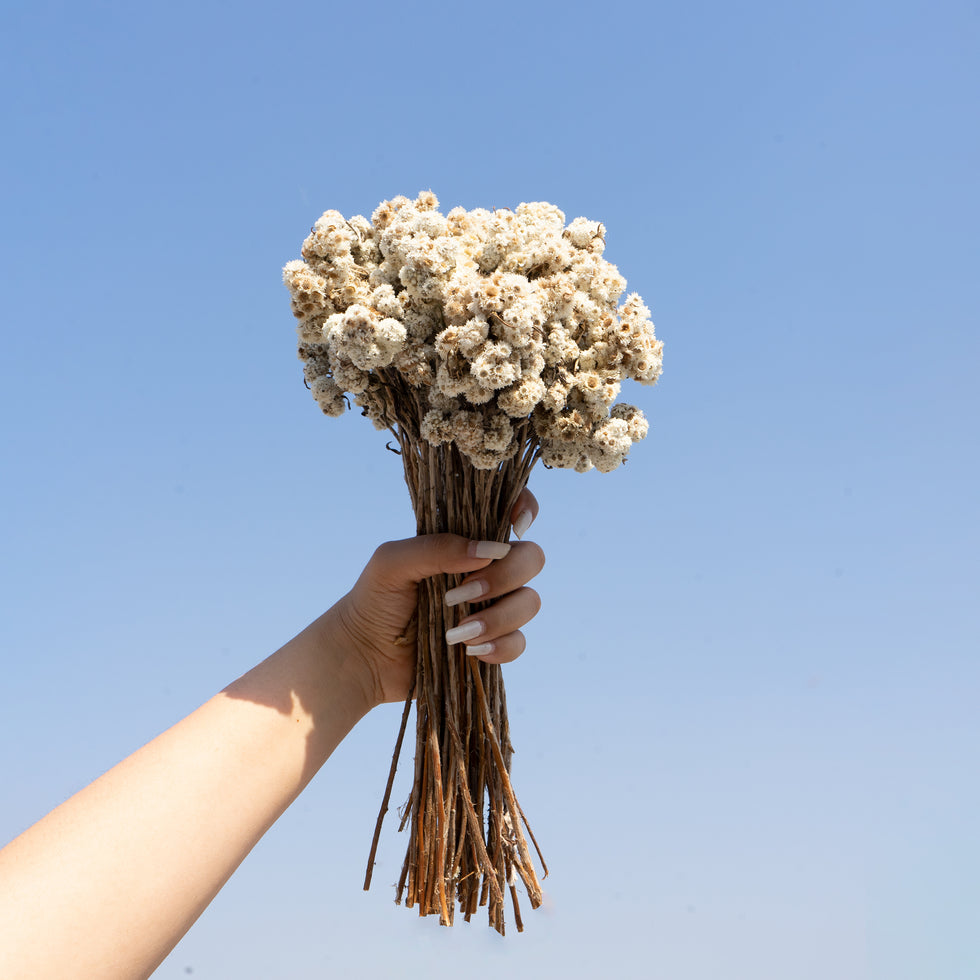 Natural Dried Daisy Flower Bunch – Muun Home