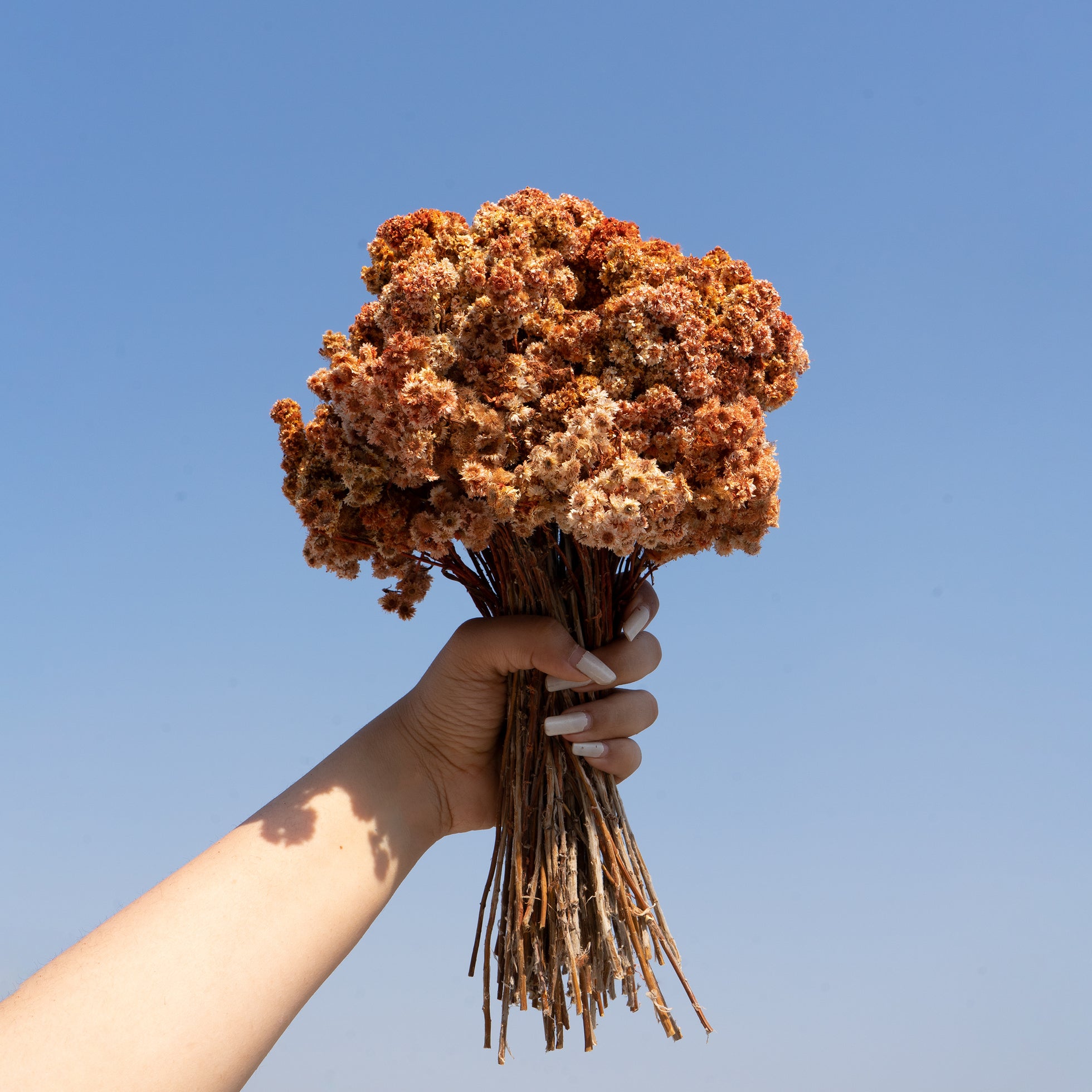 Natural Dried Daisy Flower Bunch – Muun Home